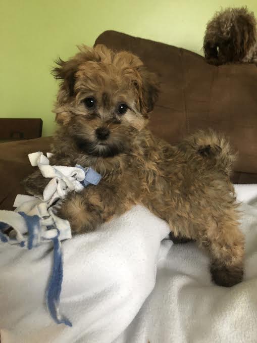 Upcoming Havapoo & Toy Poodle Puppy Litters | Pride's Puppies