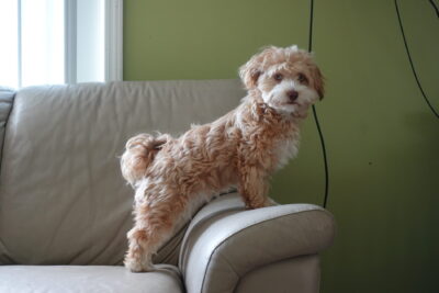 Havapoo & Toy Poodle Puppies For Sale Grand Rapids, MI | PridesPuppies