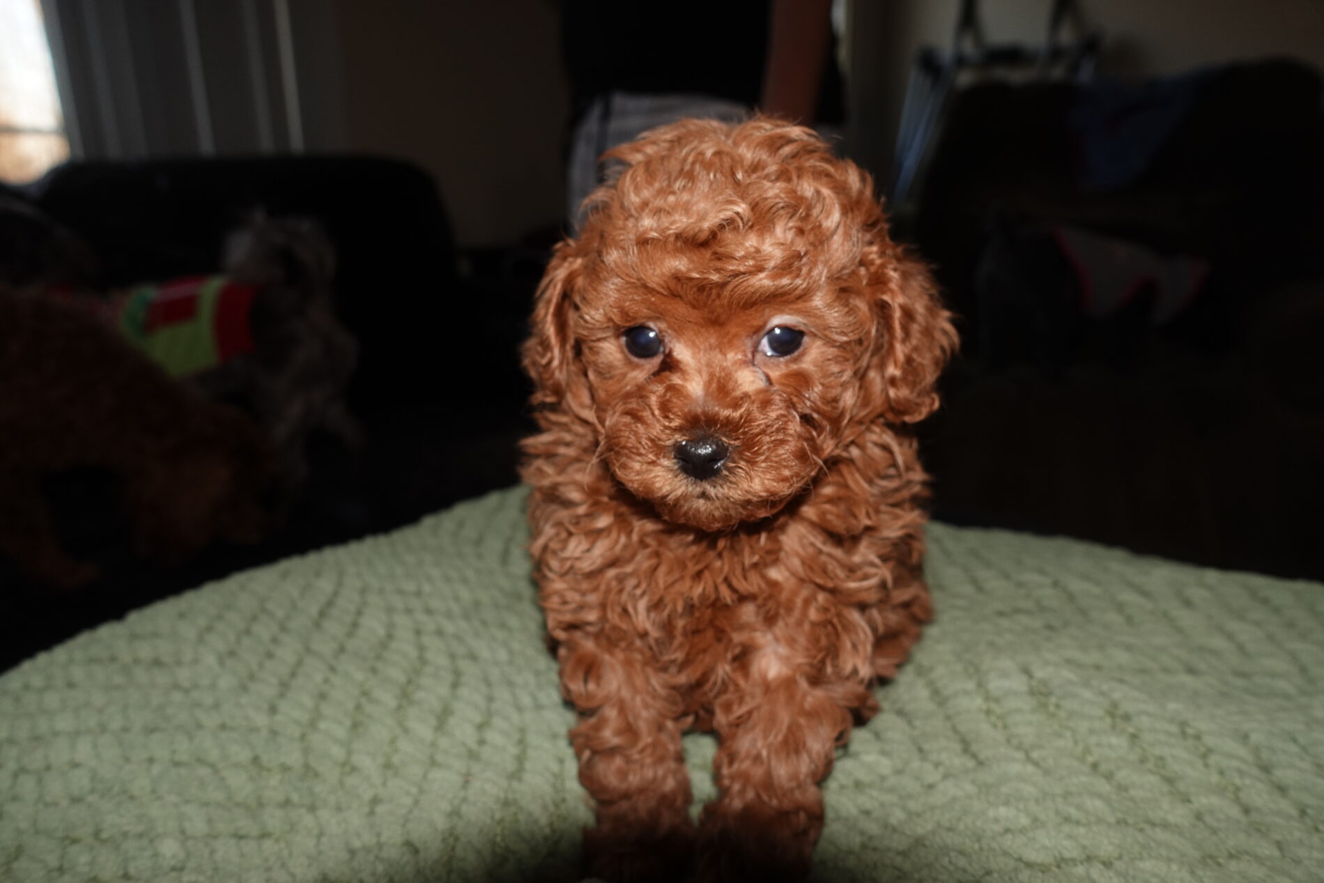 Past Havanese, Havapoo and Toy Poodle Puppies Grand Rapids MI | Pride's ...