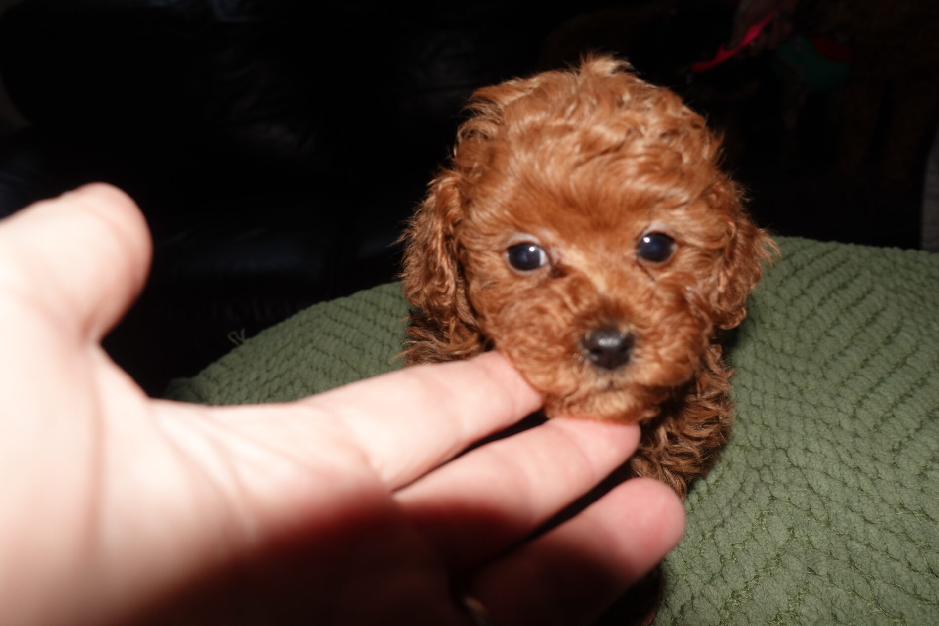Past Havanese, Havapoo and Toy Poodle Puppies Grand Rapids MI | Pride's ...