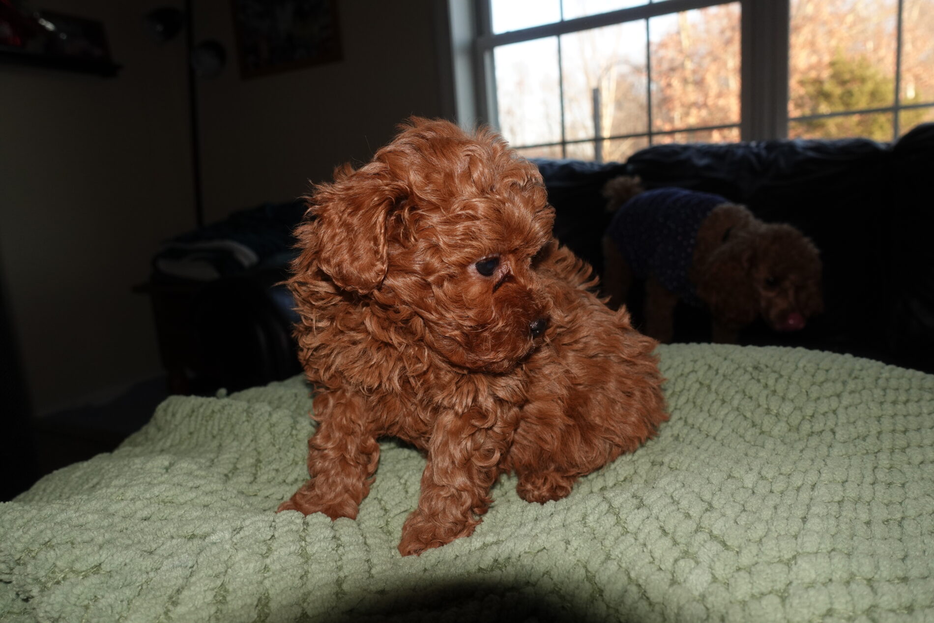 Past Havanese, Havapoo and Toy Poodle Puppies Grand Rapids MI | Pride's ...