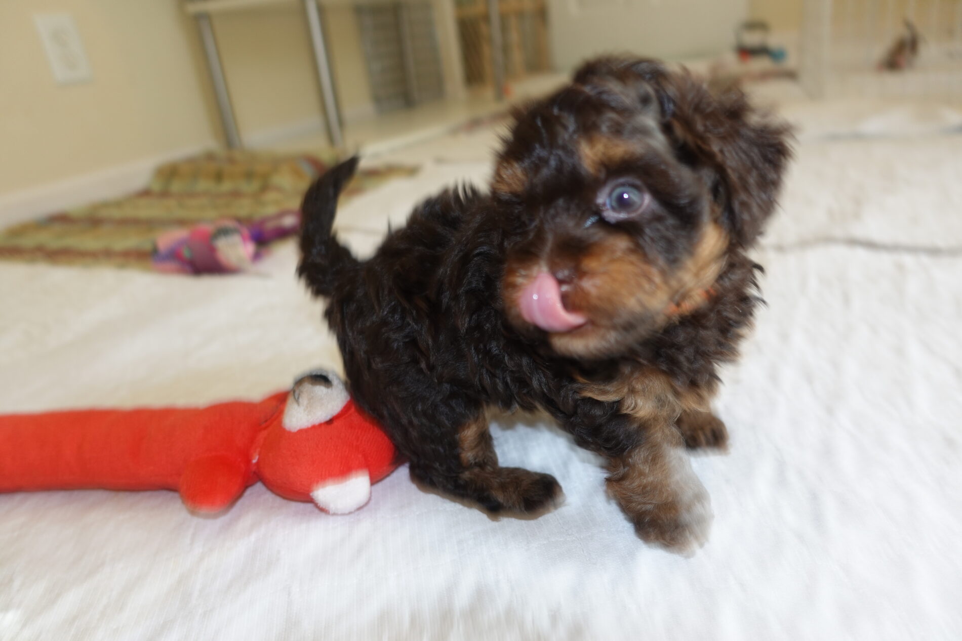 Past Havanese, Havapoo and Toy Poodle Puppies Grand Rapids MI | Pride's ...