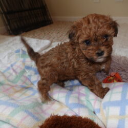 Havapoo Puppies For Sale in Grand Rapids MI | HavapooBreeders | Pride's ...