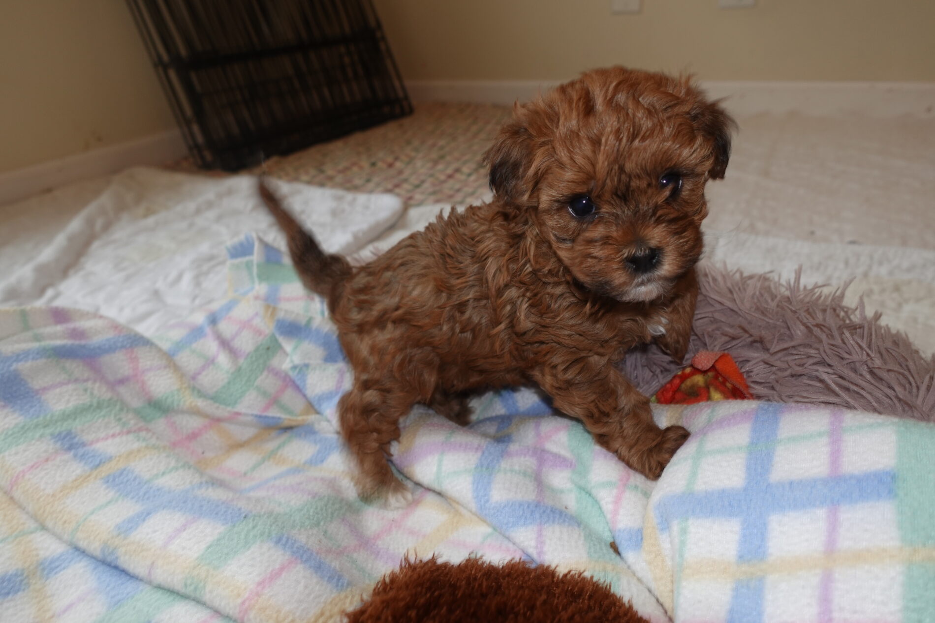 Havapoo Puppies For Sale in Grand Rapids MI | HavapooBreeders | Pride's ...