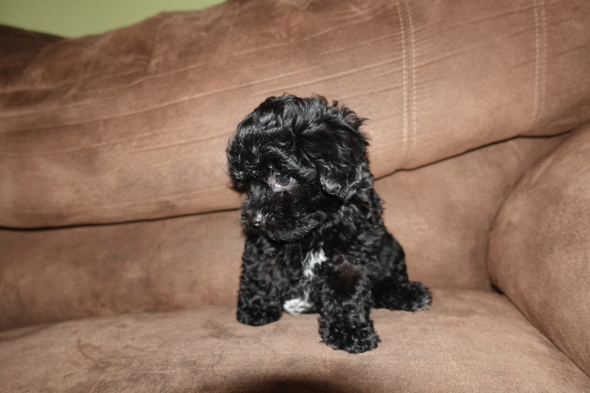 Havapoo Puppies For Sale in Grand Rapids MI | HavapooBreeders | Pride's ...