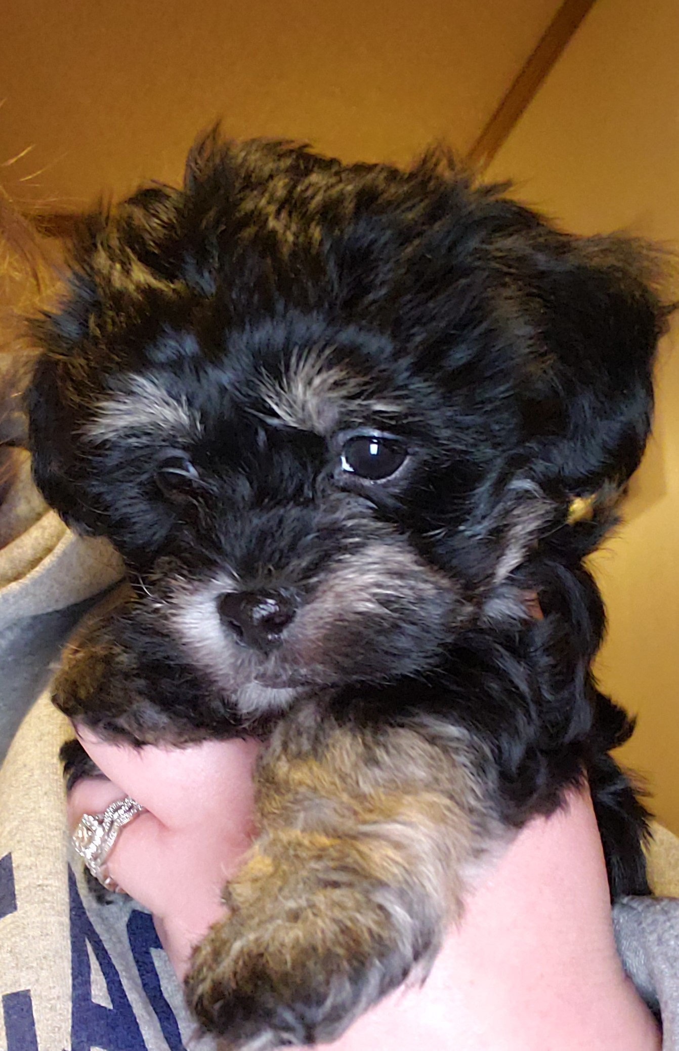 Past Havanese, Havapoo and Toy Poodle Puppies Grand Rapids MI | Pride’s ...