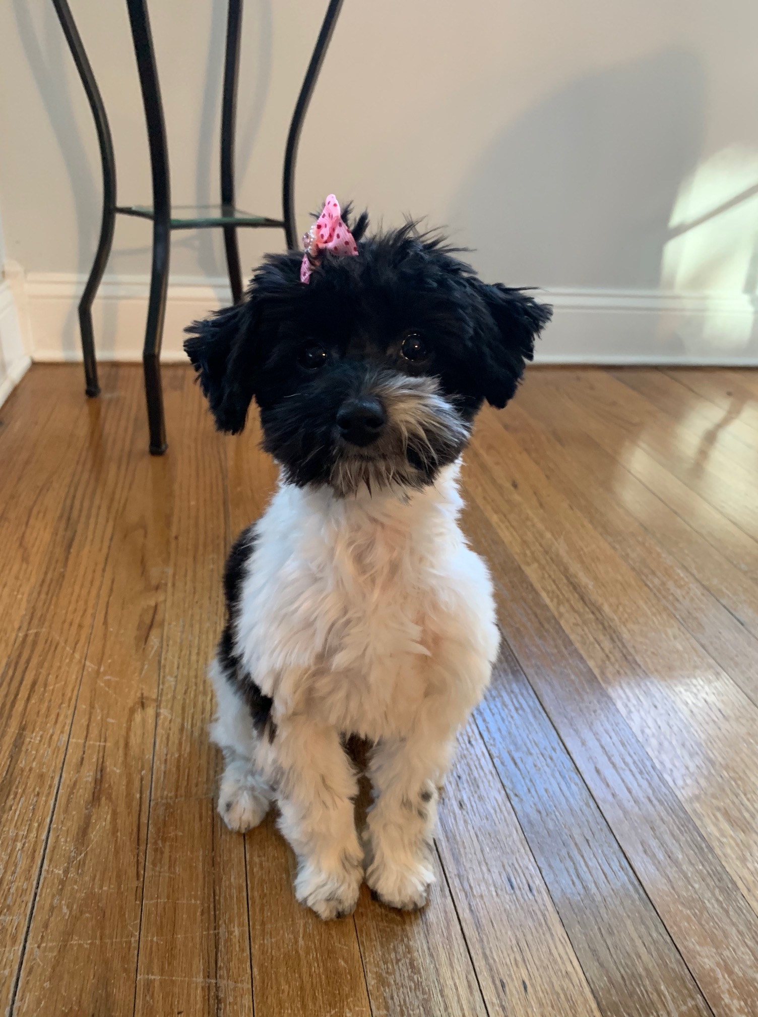 Past Havanese, Havapoo and Toy Poodle Puppies Grand Rapids MI | Pride's ...