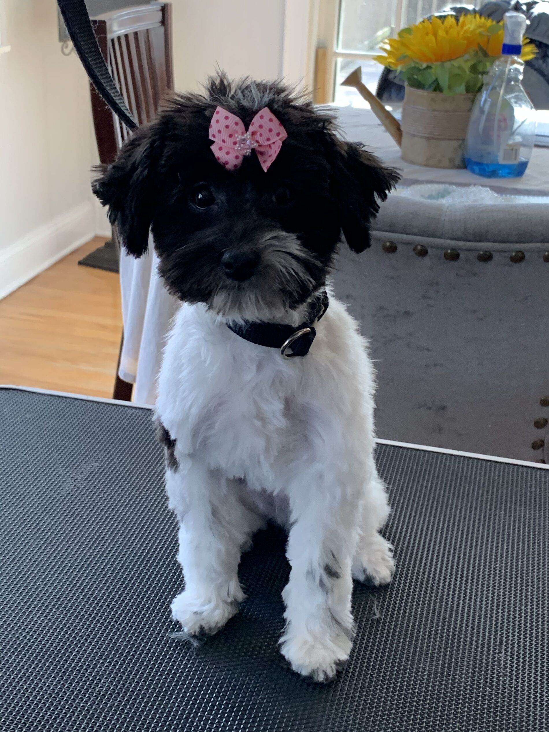 Past Havanese, Havapoo and Toy Poodle Puppies Grand Rapids MI | Pride's ...