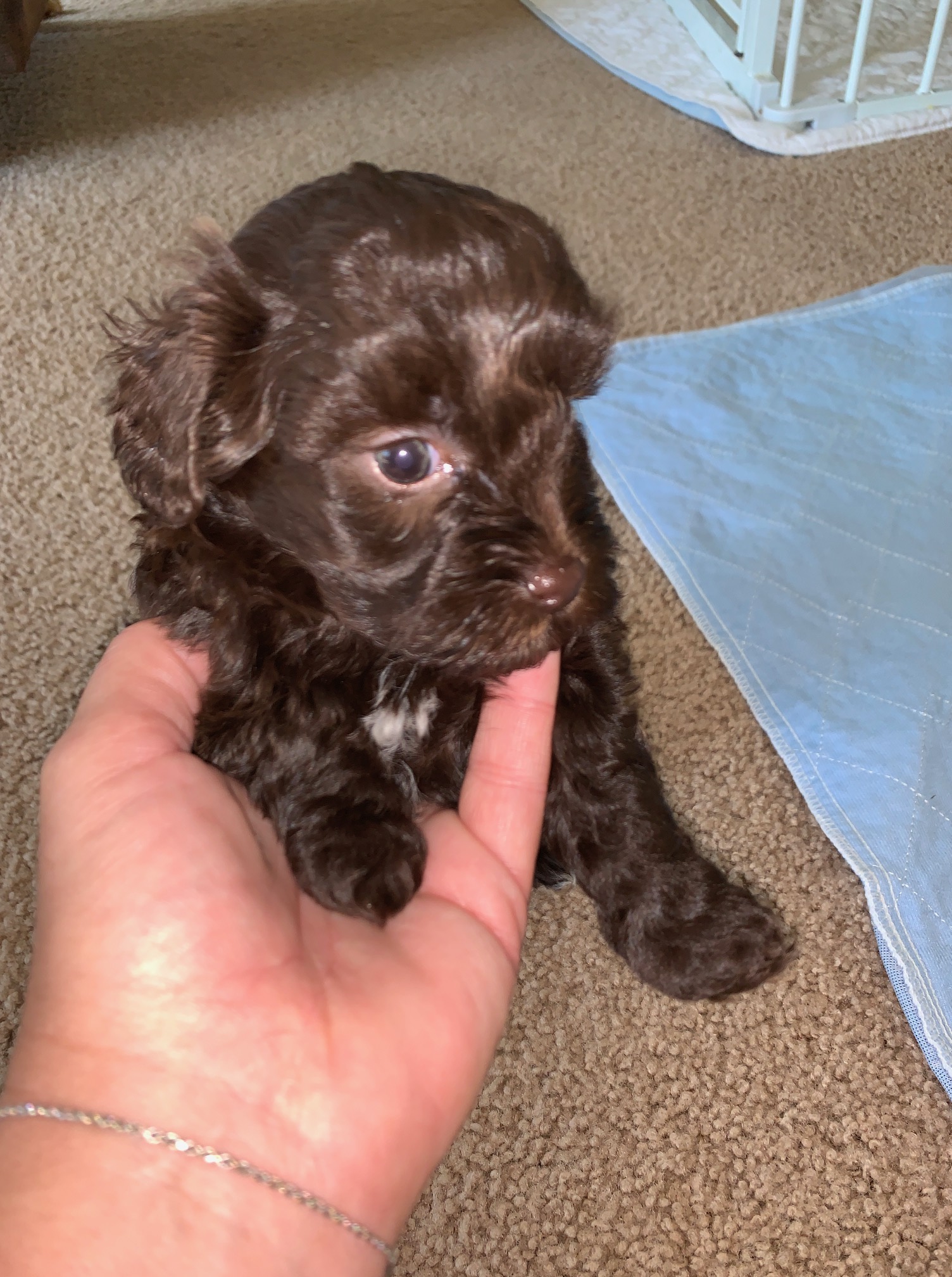 Past Havanese, Havapoo and Toy Poodle Puppies Grand Rapids MI | Pride’s ...