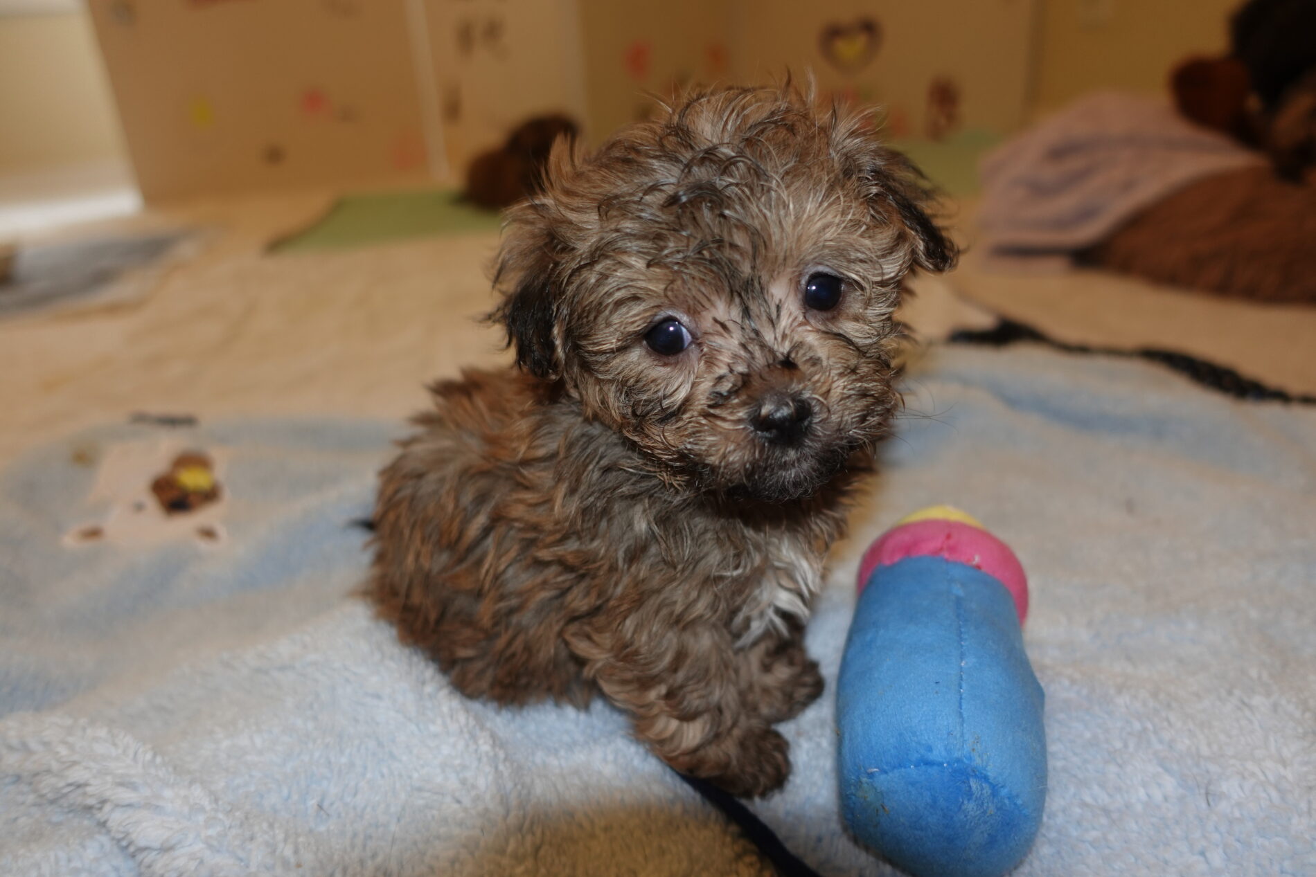 Past Havanese, Havapoo and Toy Poodle Puppies Grand Rapids MI | Pride’s ...