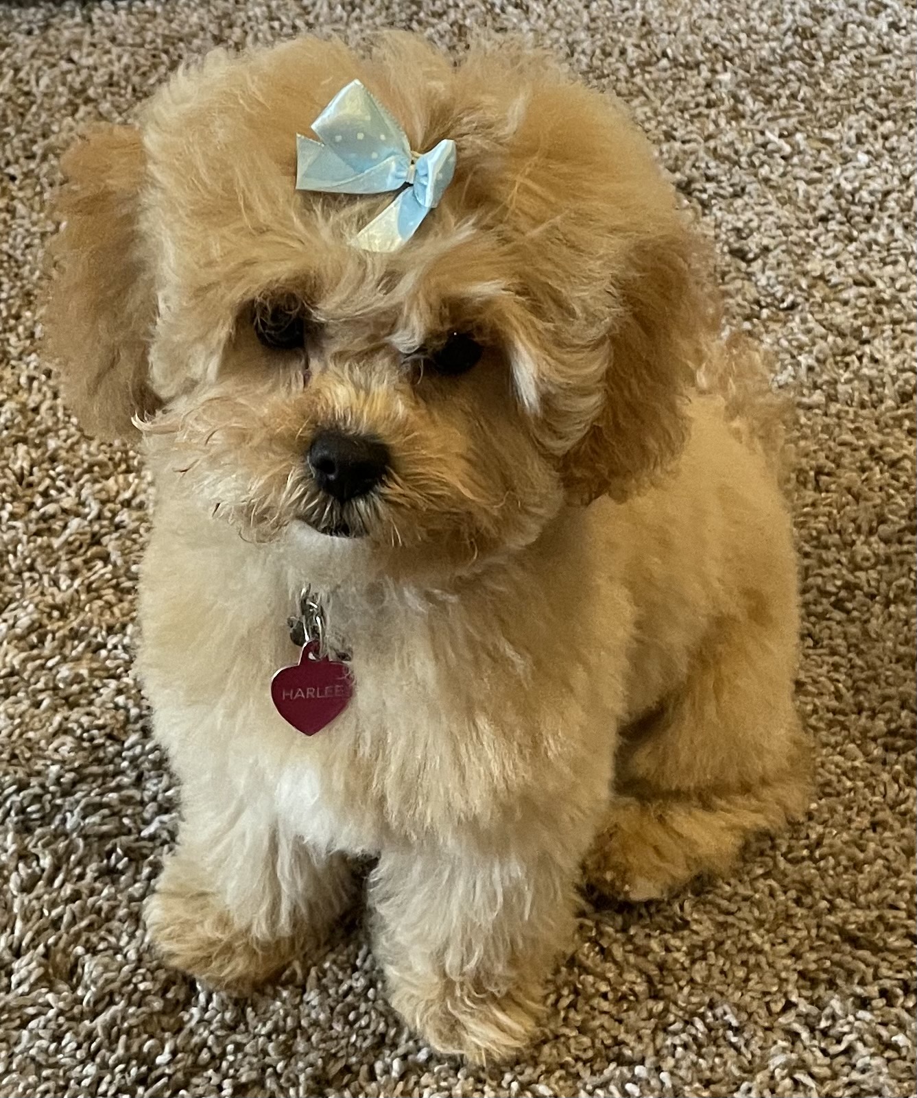 Past Havanese, Havapoo and Toy Poodle Puppies Grand Rapids MI | Pride’s ...