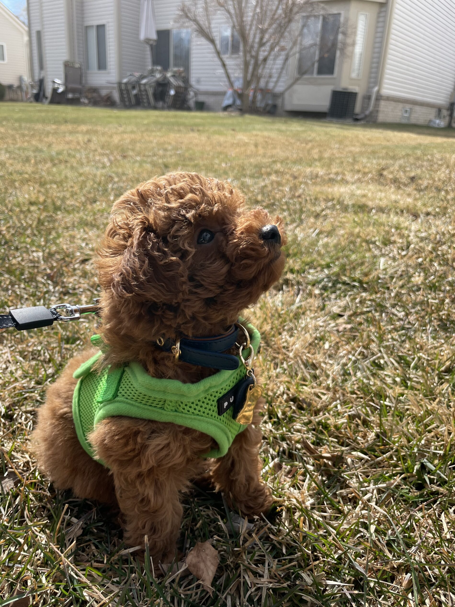 Past Havanese, Havapoo and Toy Poodle Puppies Grand Rapids MI at Pride ...