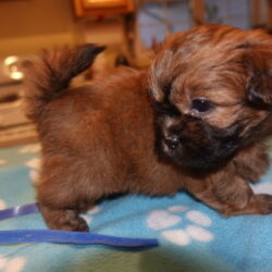 Shih Poo Breeders & Puppies for Sale in Grand Rapids MI at Pride’s Puppies