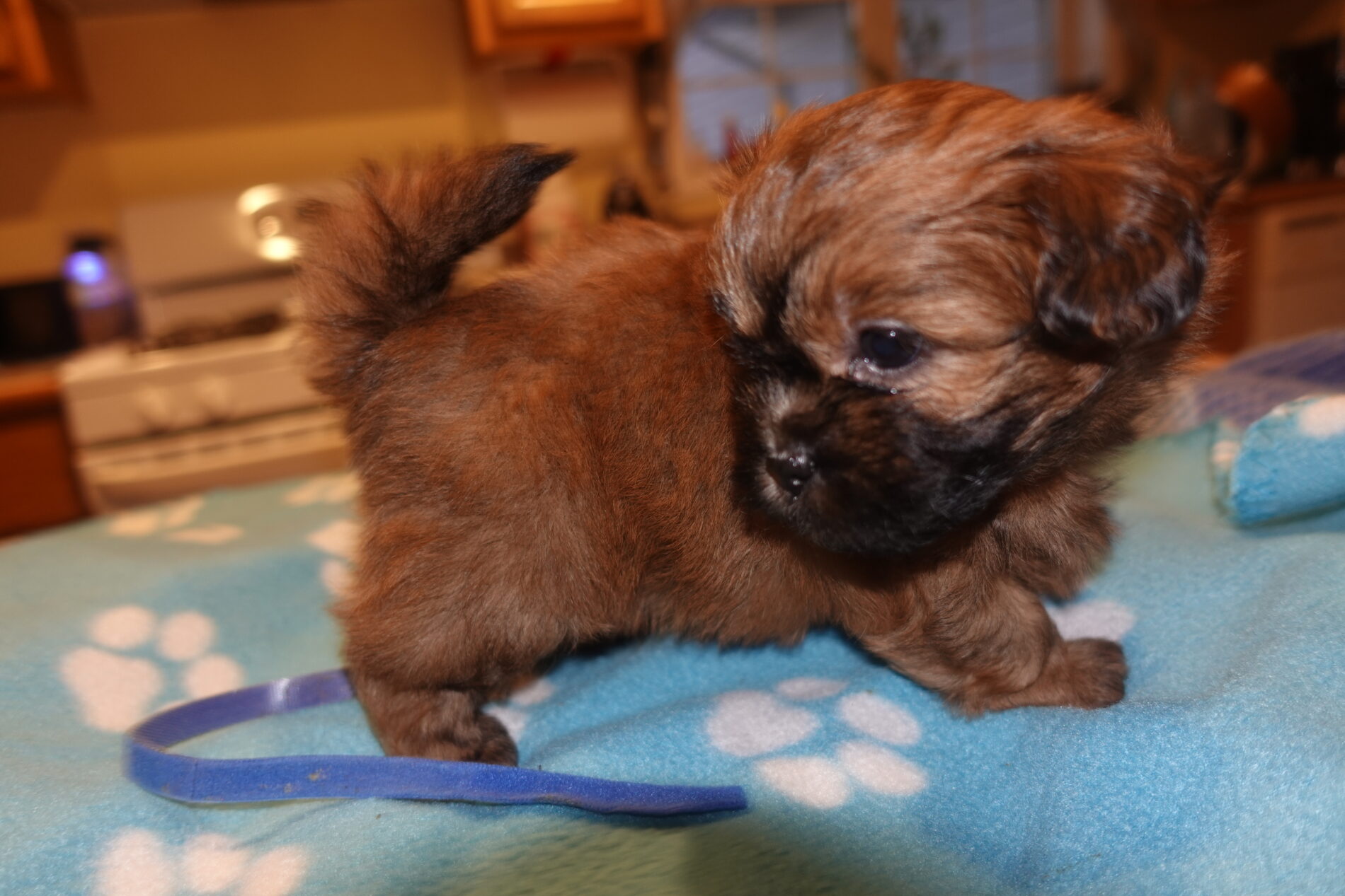 Shih Poo Breeders & Puppies for Sale in Grand Rapids MI at Pride’s Puppies