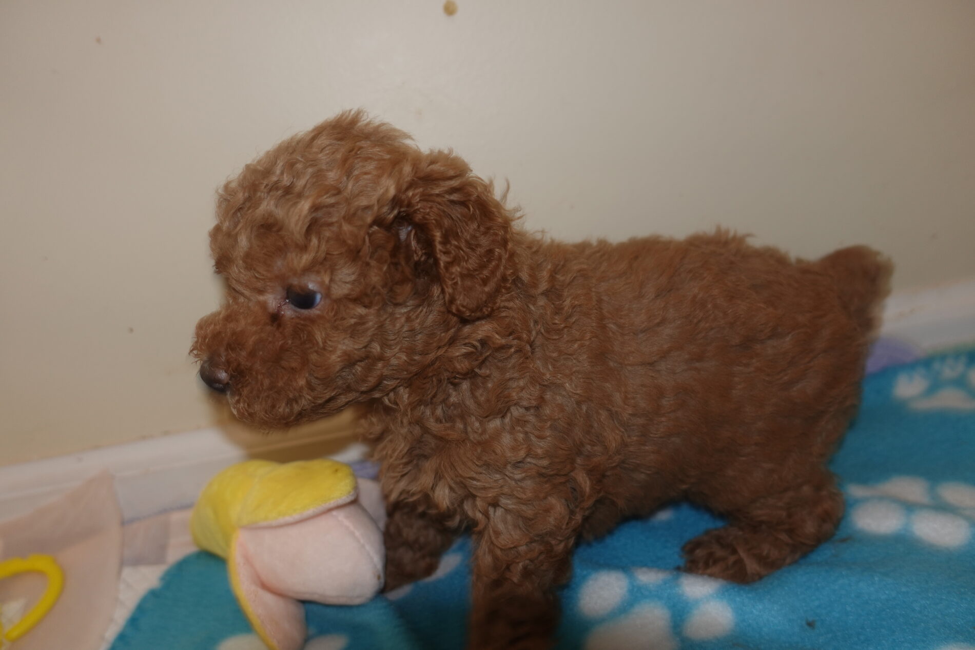 Toy Poodle Puppies for Sale in Grand Rapids MI at Pride’s Puppies