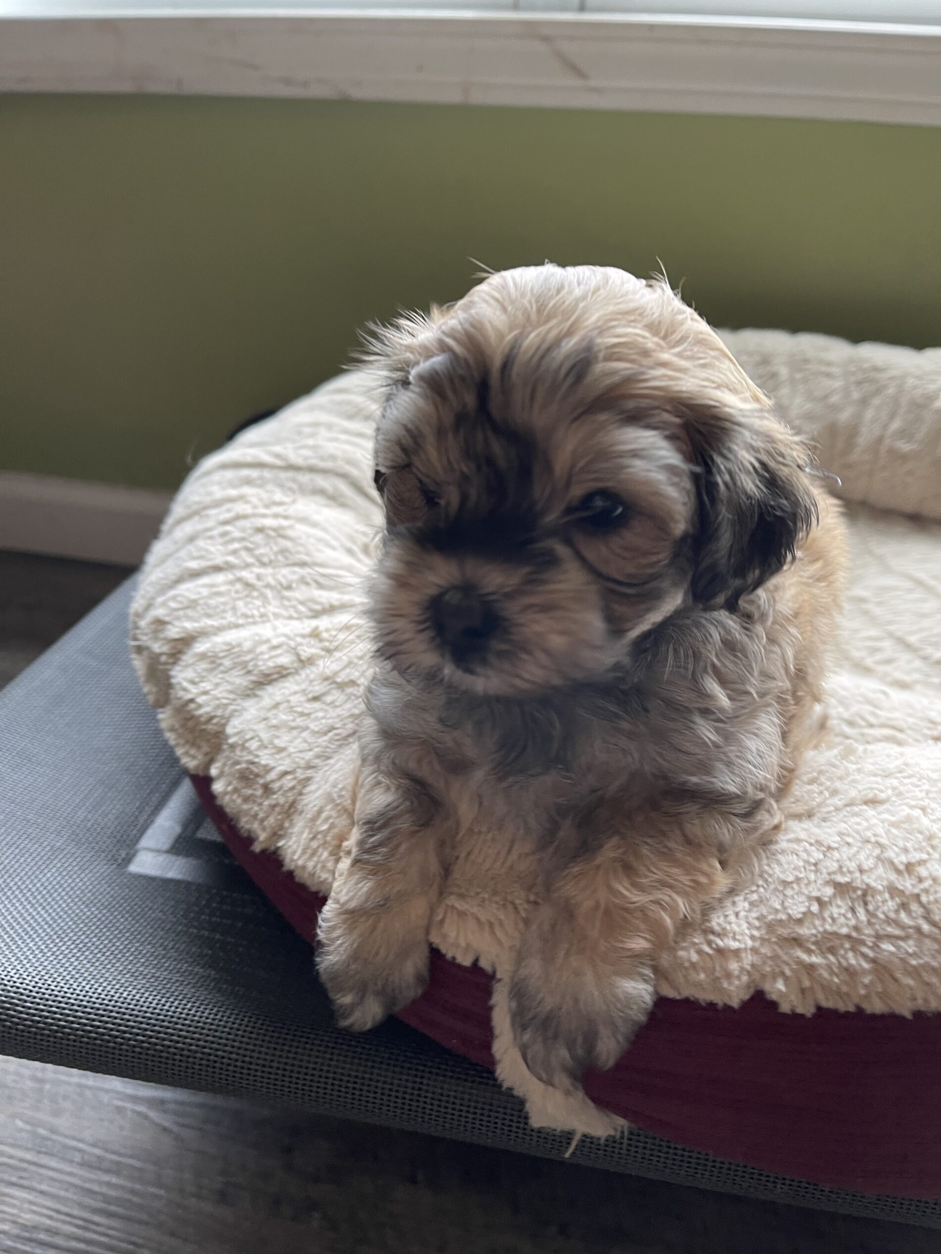 Past Havanese, Havapoo and Toy Poodle Puppies Grand Rapids MI at Pride ...