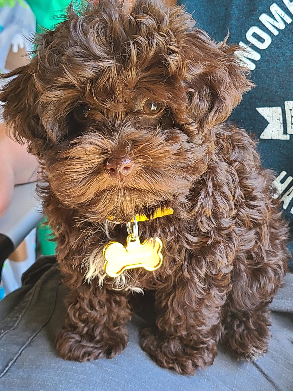 Past Havanese, Havapoo and Toy Poodle Puppies Grand Rapids MI at Pride ...