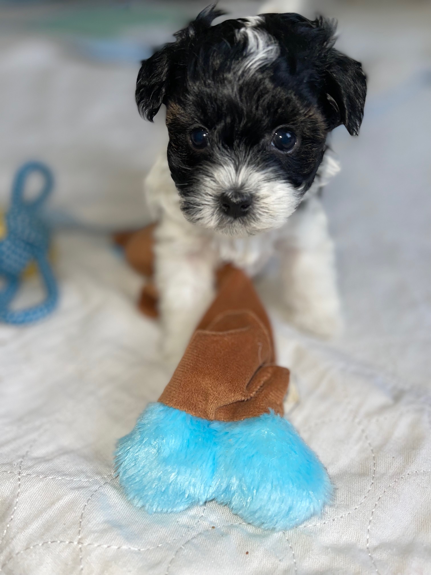 Past Havanese, Havapoo and Toy Poodle Puppies Grand Rapids MI at Pride ...