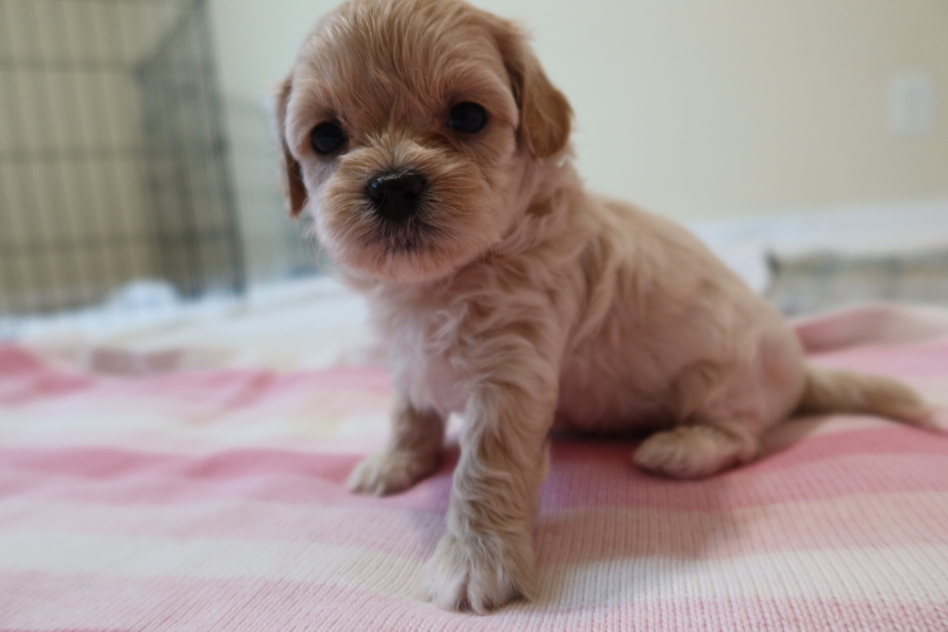Shih Poo Breeders & Puppies for Sale in Grand Rapids MI at Pride’s Puppies
