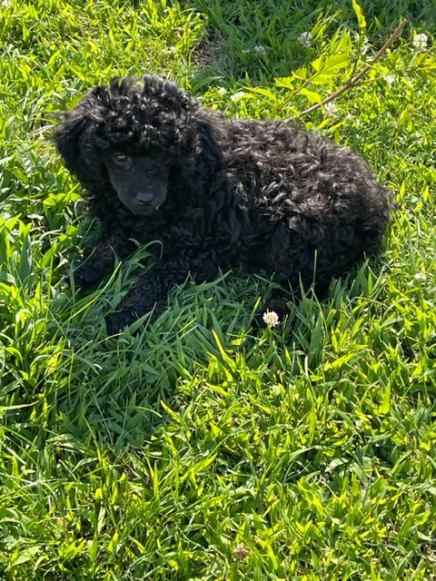 Past Havanese, Havapoo and Toy Poodle Puppies Grand Rapids MI at Pride ...