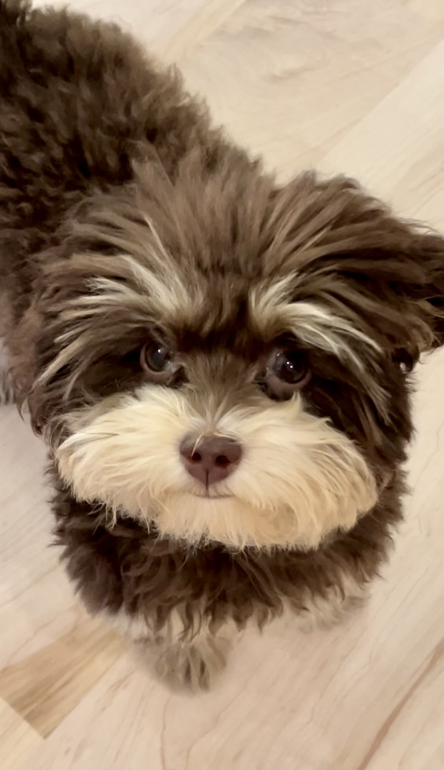 Past Havanese, Havapoo and Toy Poodle Puppies Grand Rapids MI at Pride ...