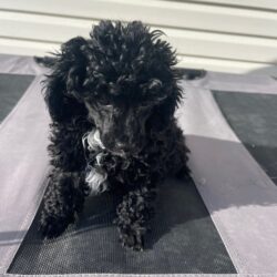 Toy Poodle Puppies for Sale in Grand Rapids MI at Pride’s Puppies