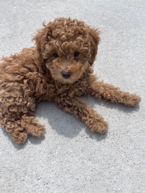 Toy Poodle Puppies for Sale in Grand Rapids MI at Pride’s Puppies