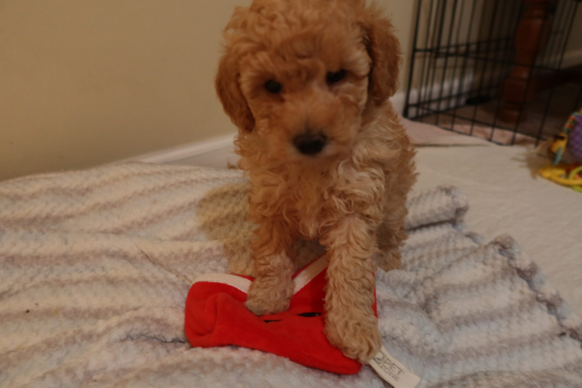 Toy Poodle Puppies for Sale in Grand Rapids MI at Pride’s Puppies