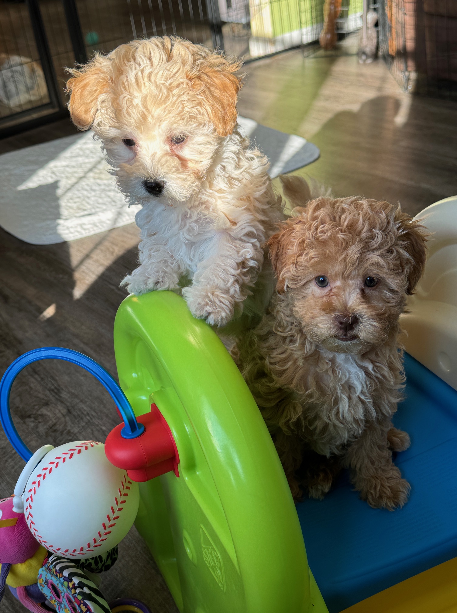 Havapoo Breeders with Puppies for Sale Grand Rapids MI | Pride’s Puppies