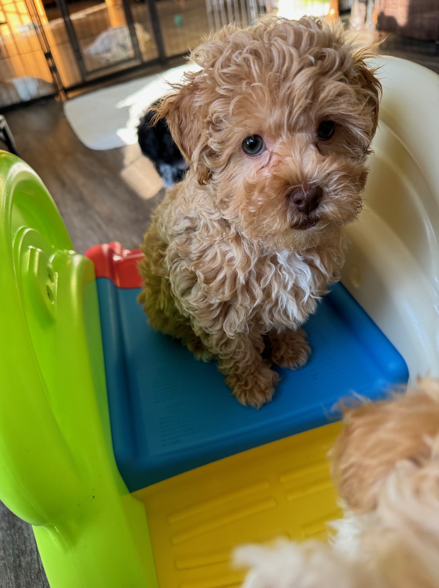 Havapoo Breeders with Puppies for Sale Grand Rapids MI | Pride’s Puppies