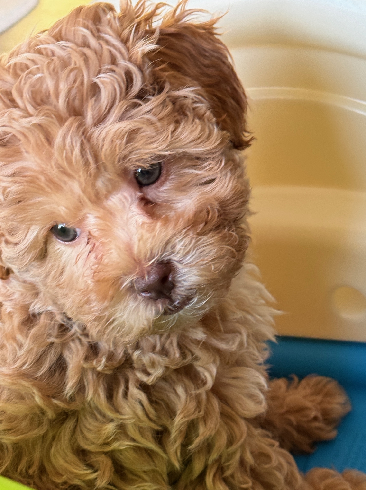 Havapoo Breeders with Puppies for Sale Grand Rapids MI | Pride’s Puppies