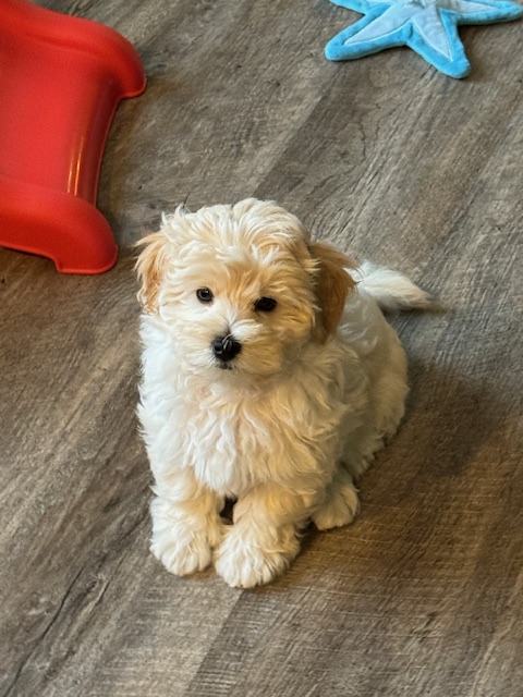 Havapoo Breeders with Puppies for Sale Grand Rapids MI | Pride’s Puppies