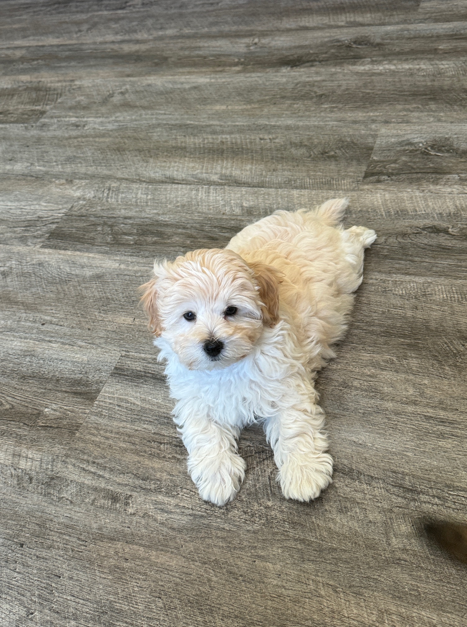 Havapoo Breeders with Puppies for Sale Grand Rapids MI | Pride’s Puppies
