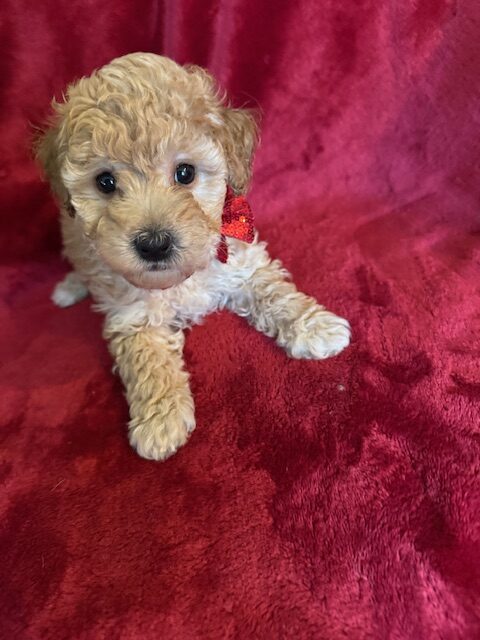 Toy Poodle Puppies for Sale in Grand Rapids MI | PridesPuppies