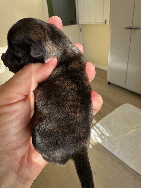 Havapoo Breeders with Puppies for Sale Grand Rapids MI | Pride’s Puppies
