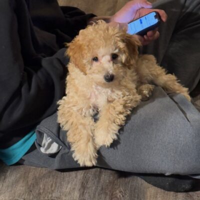 Toy Poodle Puppies for Sale in Grand Rapids MI | PridesPuppies