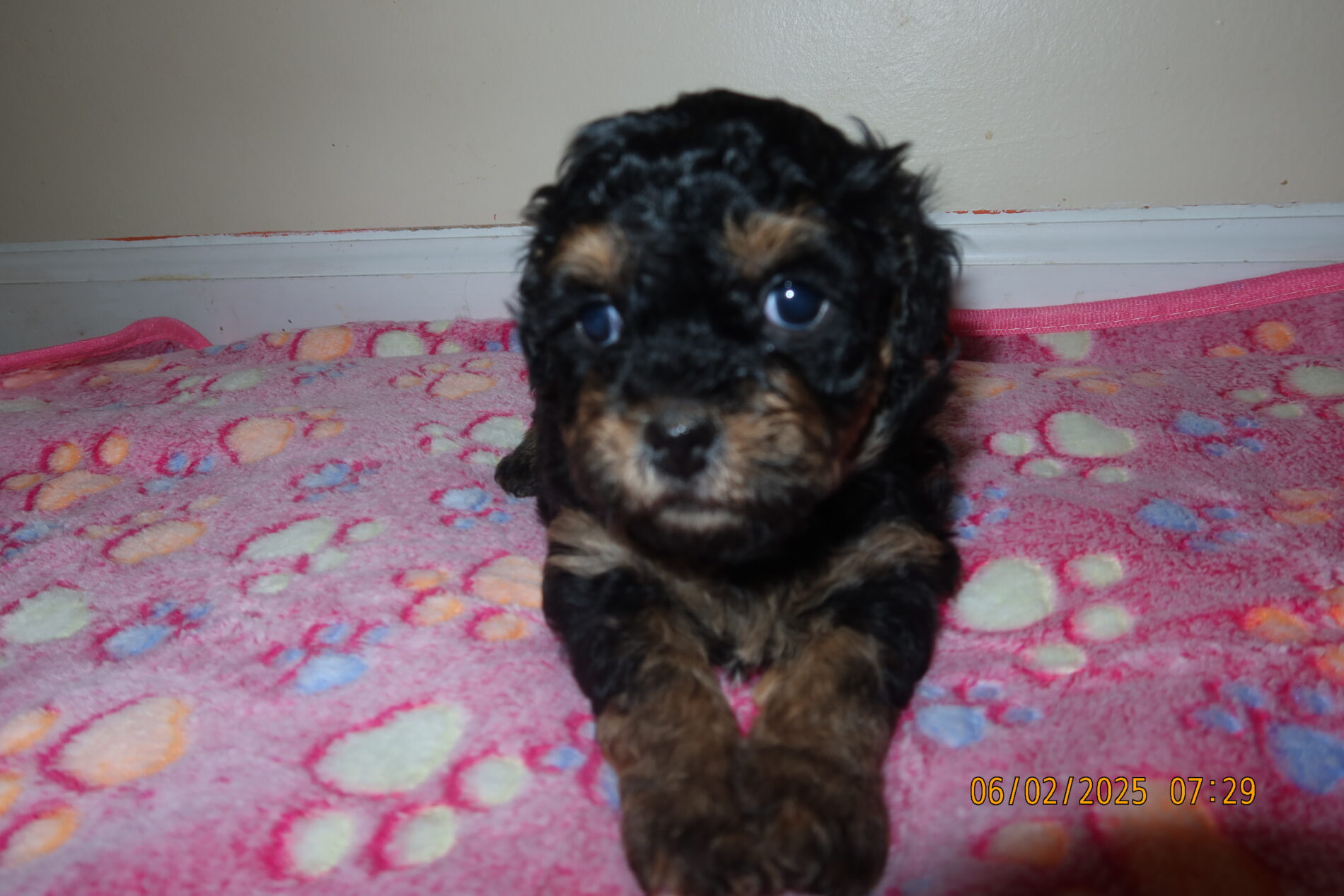 Havapoo Breeders with Puppies for Sale Grand Rapids MI | PridesPuppies