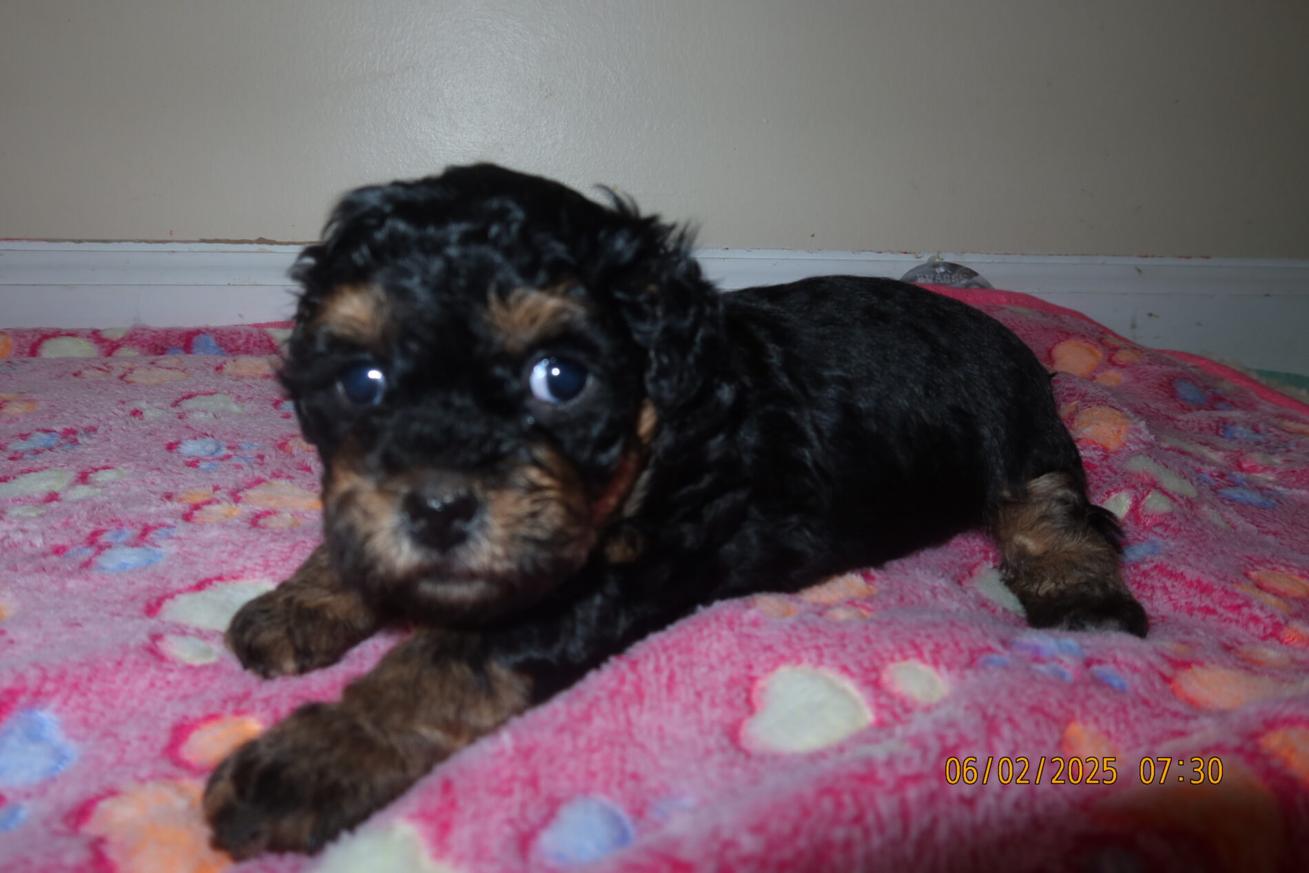Havapoo Breeders with Puppies for Sale Grand Rapids MI | PridesPuppies