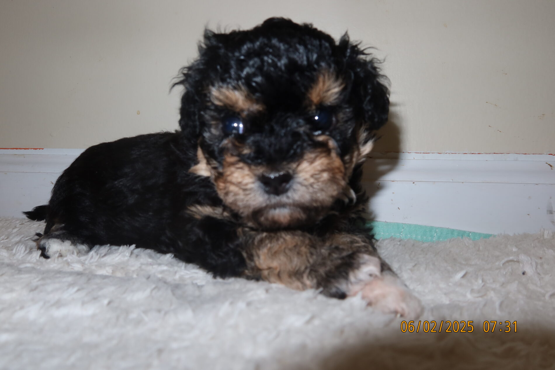 Havapoo Breeders with Puppies for Sale Grand Rapids MI | PridesPuppies