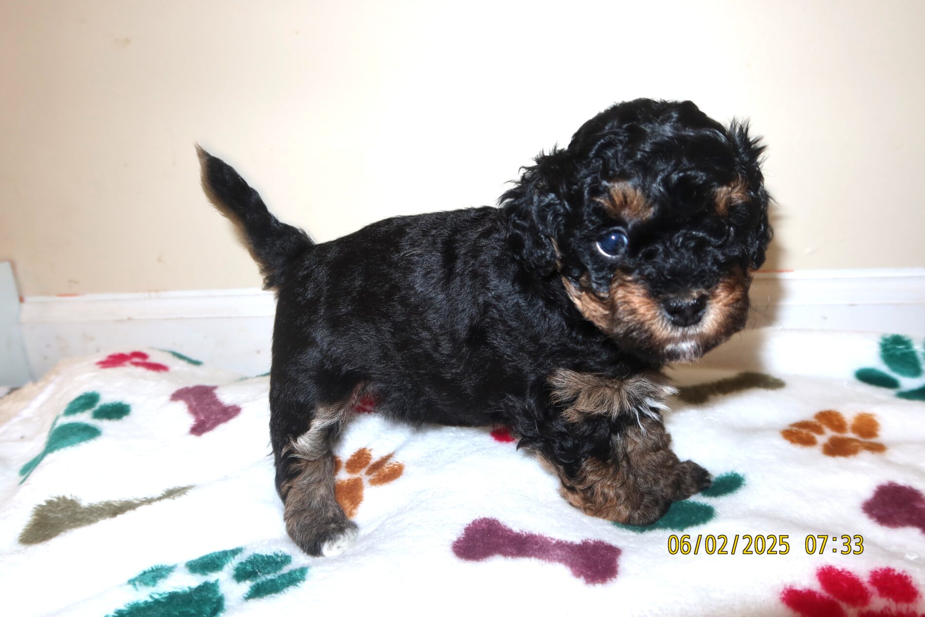 Havapoo Breeders with Puppies for Sale Grand Rapids MI | PridesPuppies